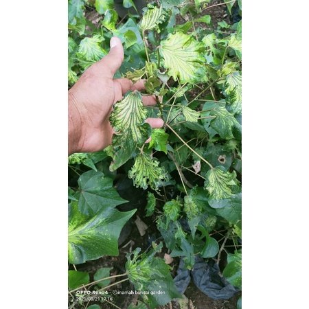 Jual waru wayang pesanan | Shopee Indonesia