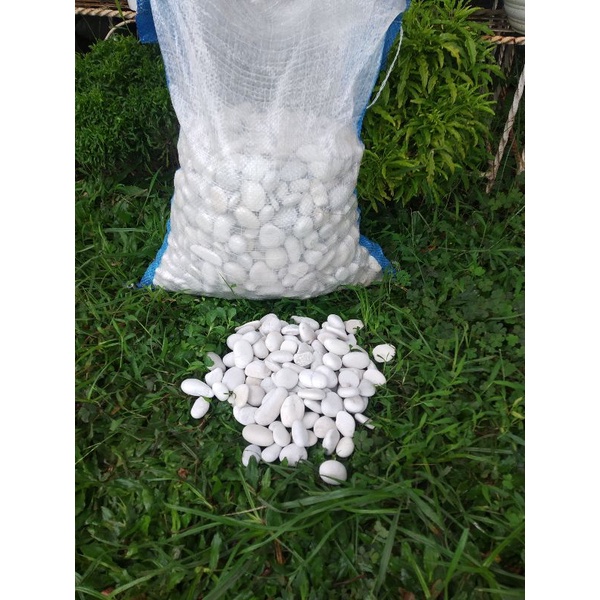 Jual batu coral putih 1kg | Shopee Indonesia