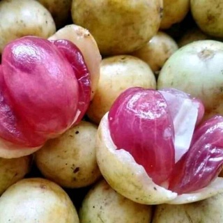 Jual Kedai 1 Benih Biji Buah Jirak Menteng Merah Putih Mundung ...