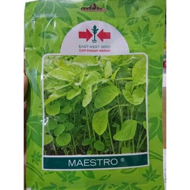 Jual Benih Bayam Hijau Maestro Panah Merah SP (26.000 Benih) | Shopee ...