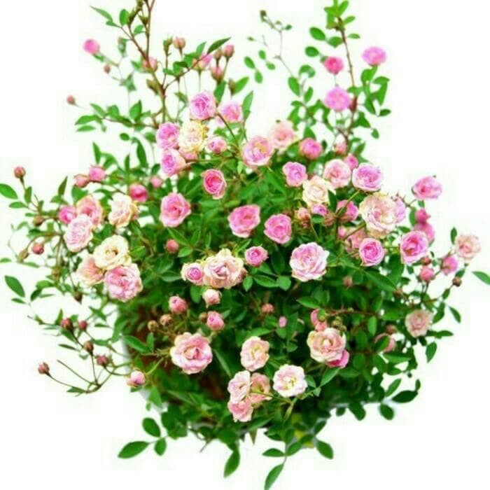 Jual Tanaman Hias Bunga Baby Rose | Shopee Indonesia