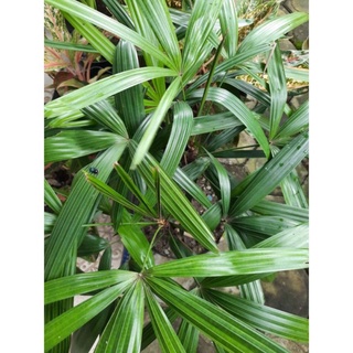 Jual PROMO!!! ( BISA COD ) TERMURAH! Tanaman Hias Palem Waregu Pohon ...