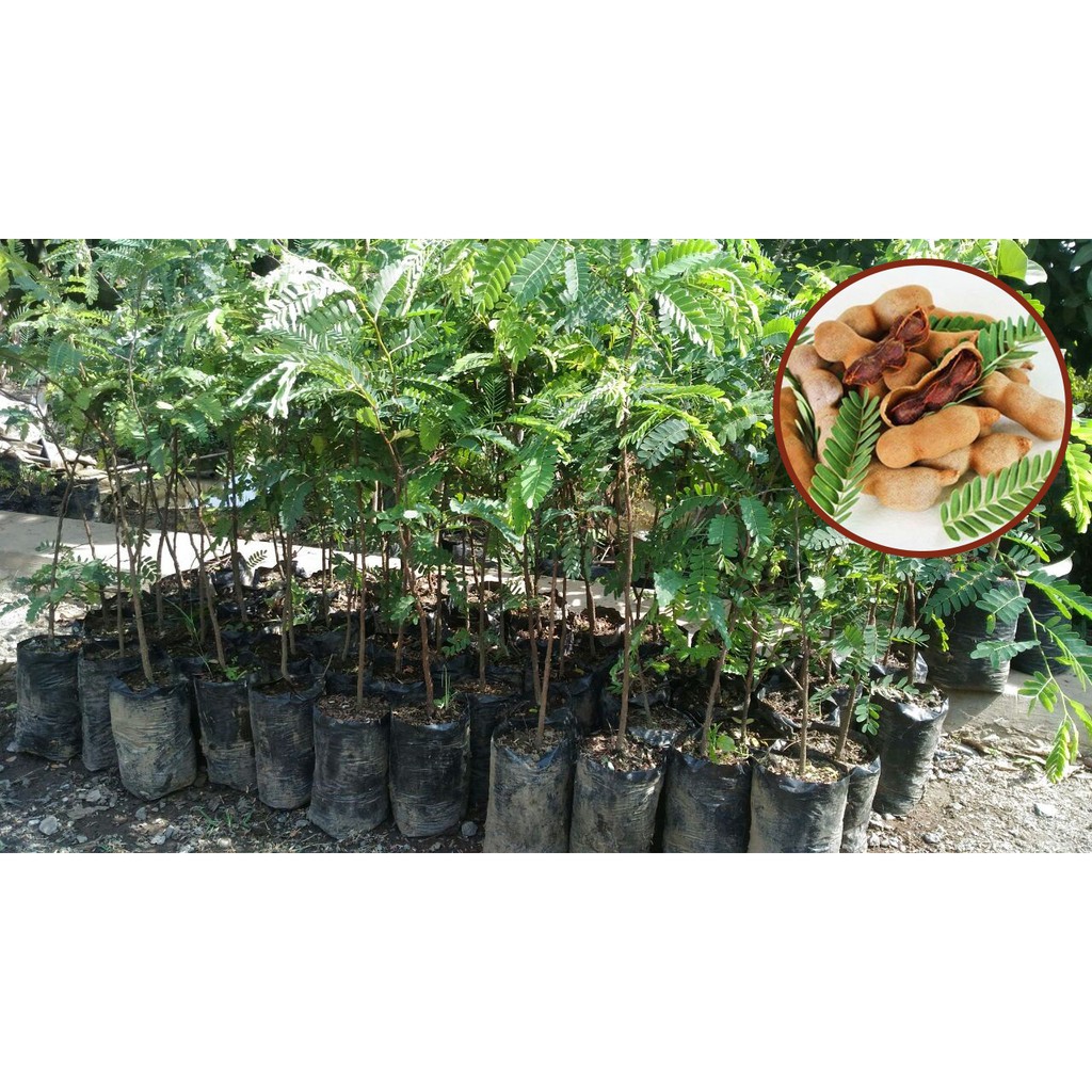 Jual Bibit Asem Jawa Bibit Asam Jawa Pohon Asem Pohon Asam Tanaman Asem ...