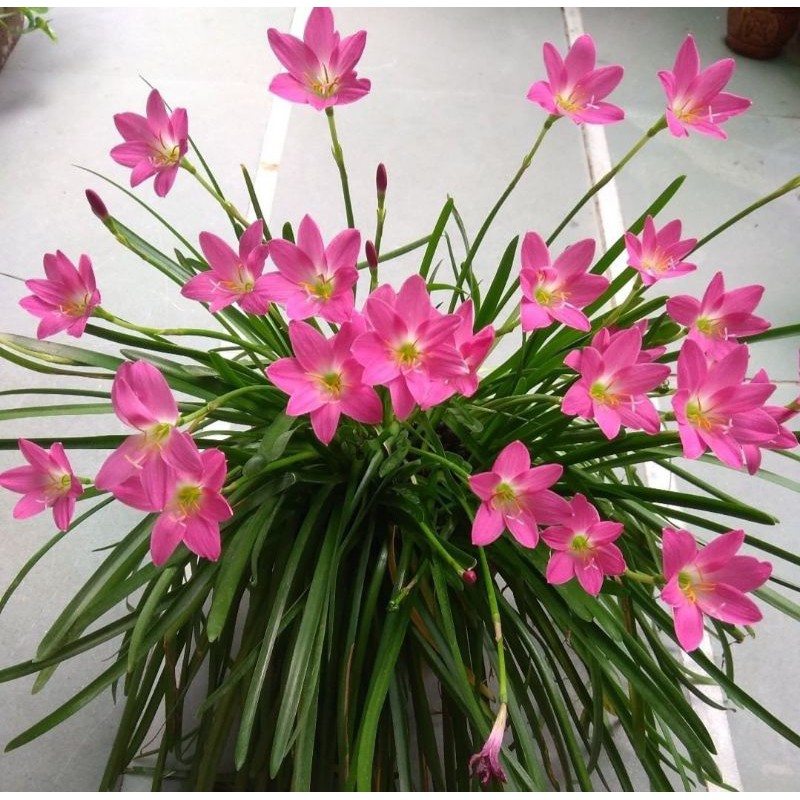 Jual Bonggol/Umbi Bunga Rain Lily Bloom/Tanaman hias lili hujan ...