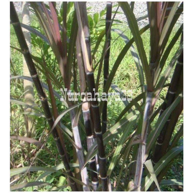 Jual Tebu Hitam Atau tebu ireung 100cm | Shopee Indonesia