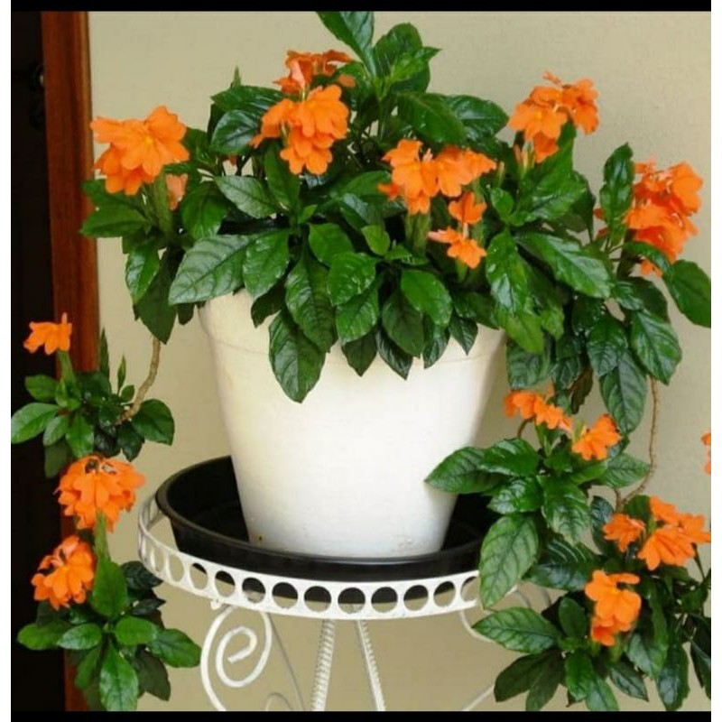 Jual Tanaman hias hidup Crossandra bunga orange - tanaman rossandra ...