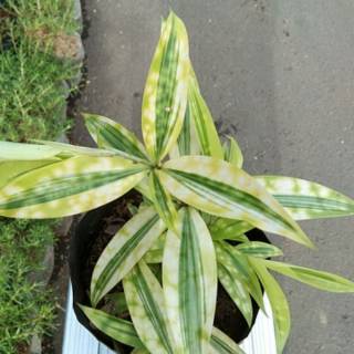 Jual bibit Tanaman hias hidup pohon bambu Dracena Grasena golden tutul ...