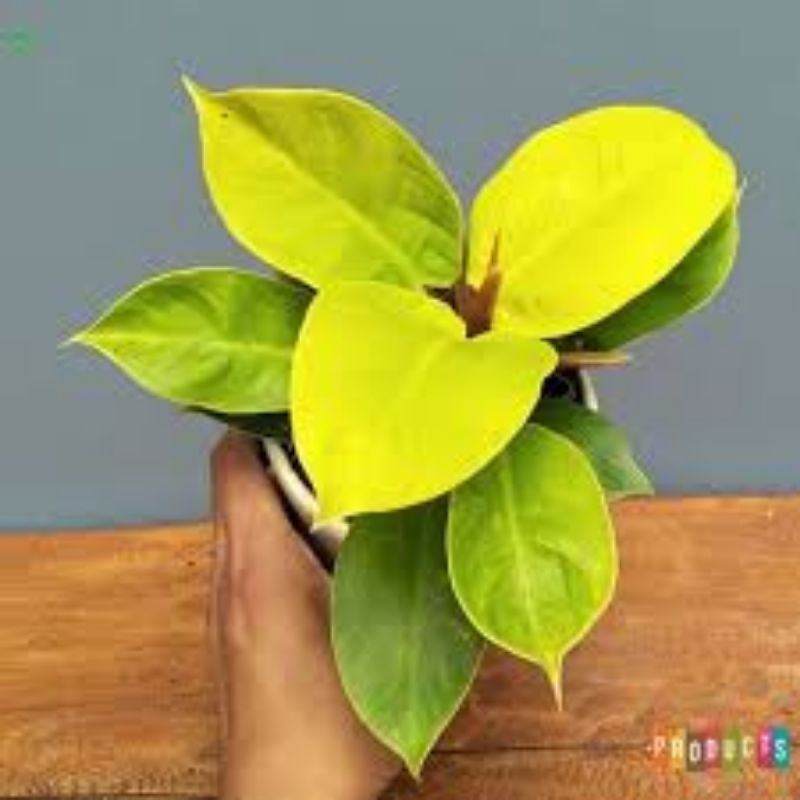 Jual Tanaman Hias Philo Lemon atau Philodendron moonlight | Shopee ...