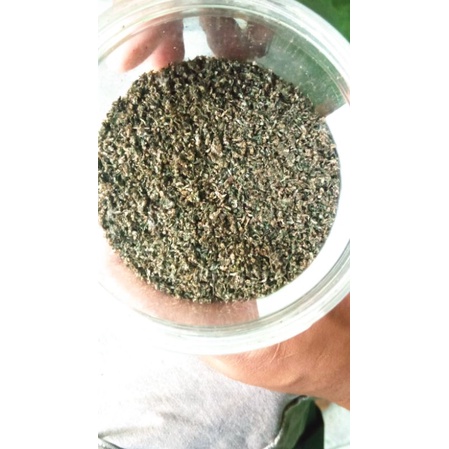 Jual Encu kering/jentik nyamuk kering10gr/pakan ikan | Shopee Indonesia