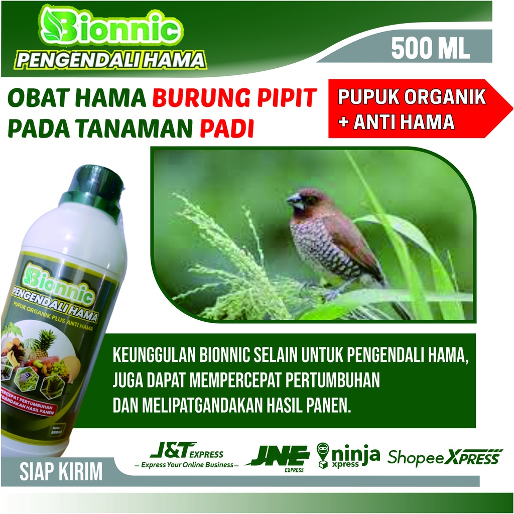 Jual Obat Padi Untuk Hama Burung Pipit - BIONNIC Obat Pembasmi Hama ...