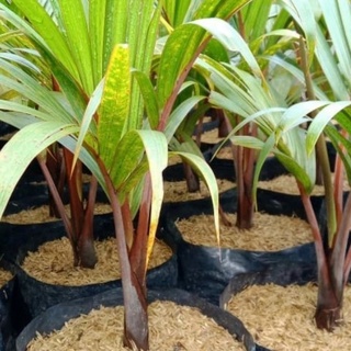 Jual ( BISA COD ) Tanaman Hias Palem Botol - Pohon Palem Botol ...