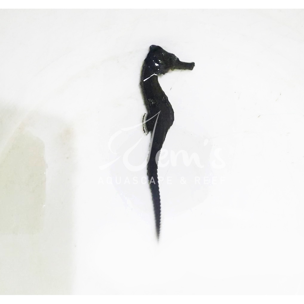Jual Kuda Laut Hitam (Black Seahorse) | Shopee Indonesia