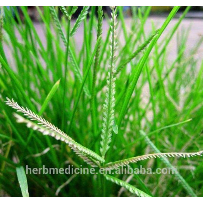 Jual obat kista ovarium rumput paragis | Shopee Indonesia