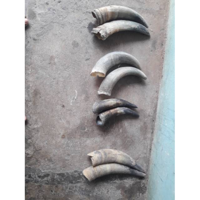 Jual TANDUK SAPI Indonesia|Shopee Indonesia