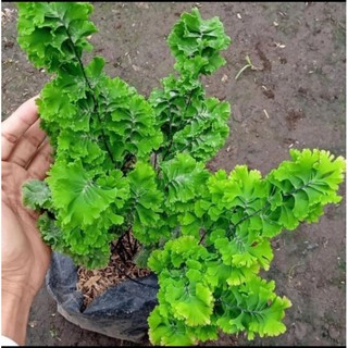 Jual Tanaman Hias Suplir Keriting Gantung ( Suplir Tusuk Sate ...