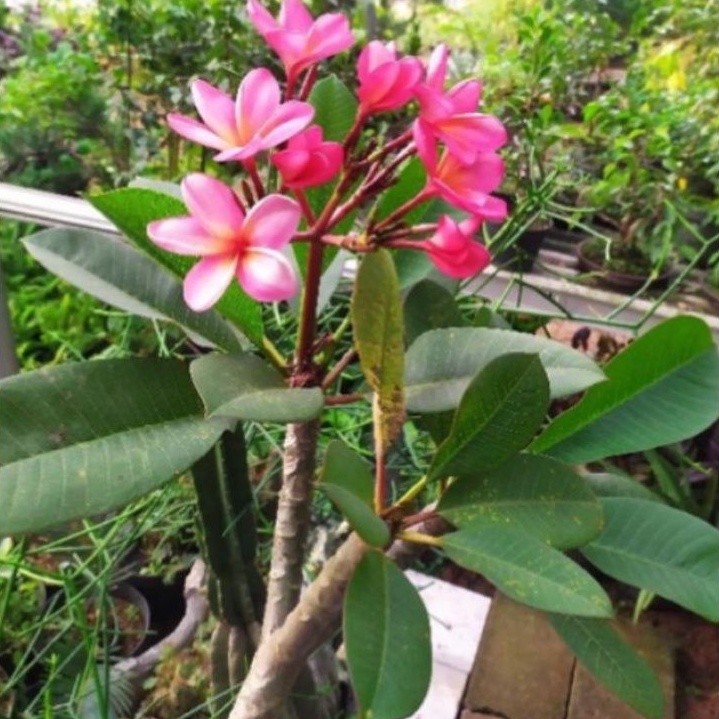 Jual Tanaman hias Stek Batang Kamboja bali bunga pink tanaman hias stek ...