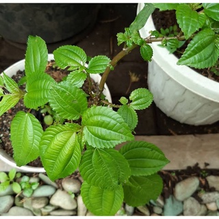 Jual Bibit tanaman pohpohan/Pohon daun pohpohan buat lalapan | Shopee ...