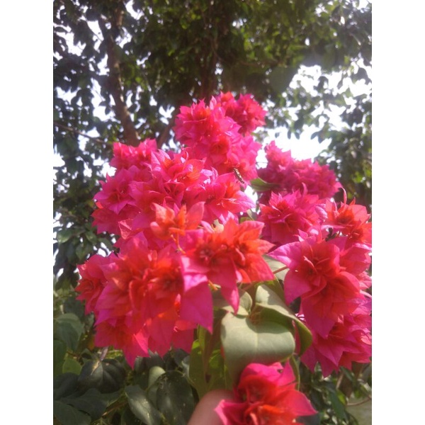 Jual Bibit Bunga Bougainvillea Glabra/ Bibit Bunga kertas | Shopee ...
