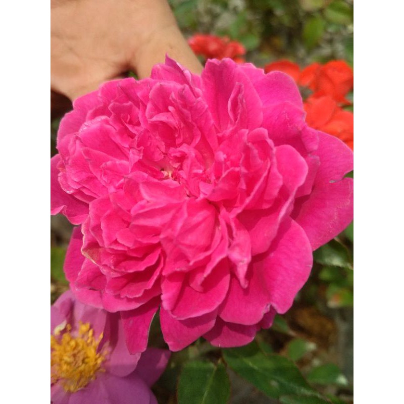 Jual Tanaman Hidup Bunga Mawar Kampung Merah - Maggie - American of ... Jual Tanaman Hidup Bunga Mawar Kampung Merah - Maggie - American of ...