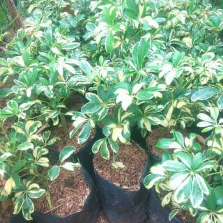 Jual TANAMAN HIAS WALISONGO VARIEGATA | SCHEFFLERA VARIEGATA KUNING Indonesia|Shopee Indonesia