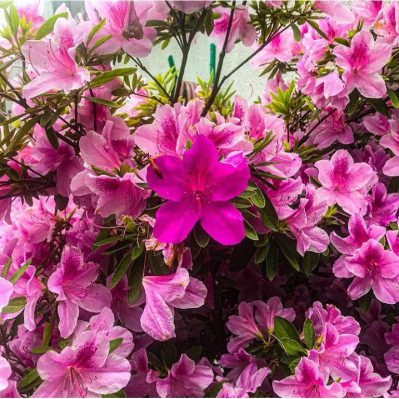 Jual Saliyah merah muda / azalea pink / bunga azalea | Shopee Indonesia