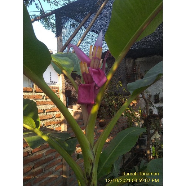 Jual bibit pisang songgo langit Indonesia|Shopee Indonesia