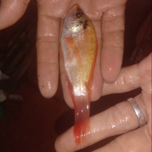 Harga nilai slayer Terbaru Okt 2024 |BigGo Indonesia