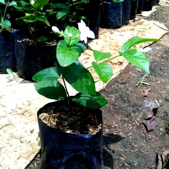 Jual Tanaman melati wangi | bunga melati | Shopee Indonesia