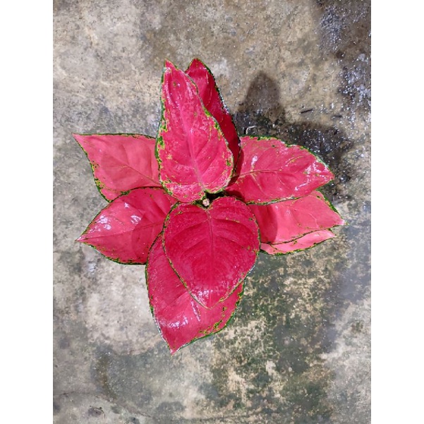 Jual Aglaonema Red Anja | Shopee Indonesia