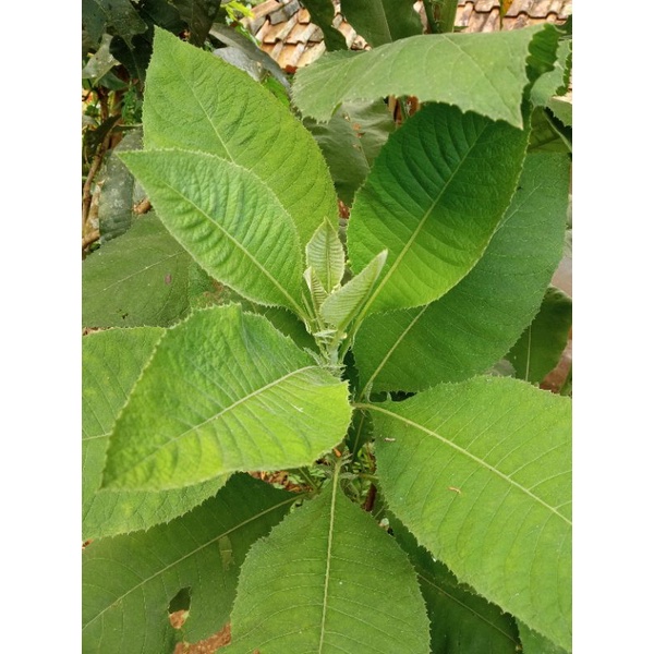 Jual Daun sembung 250g | Shopee Indonesia