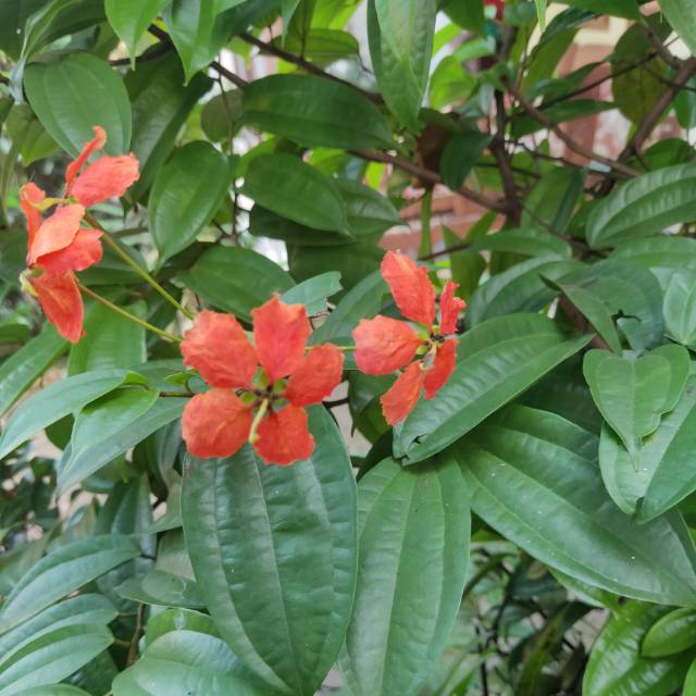 Jual Tanaman bunga rambat bauhinia coccinea - tanaman bunga rambat ...