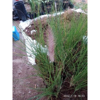 Jual Tanaman Hias Ekor Kuda/Rumput Air Mancur/Pennisetum Setaceum ...