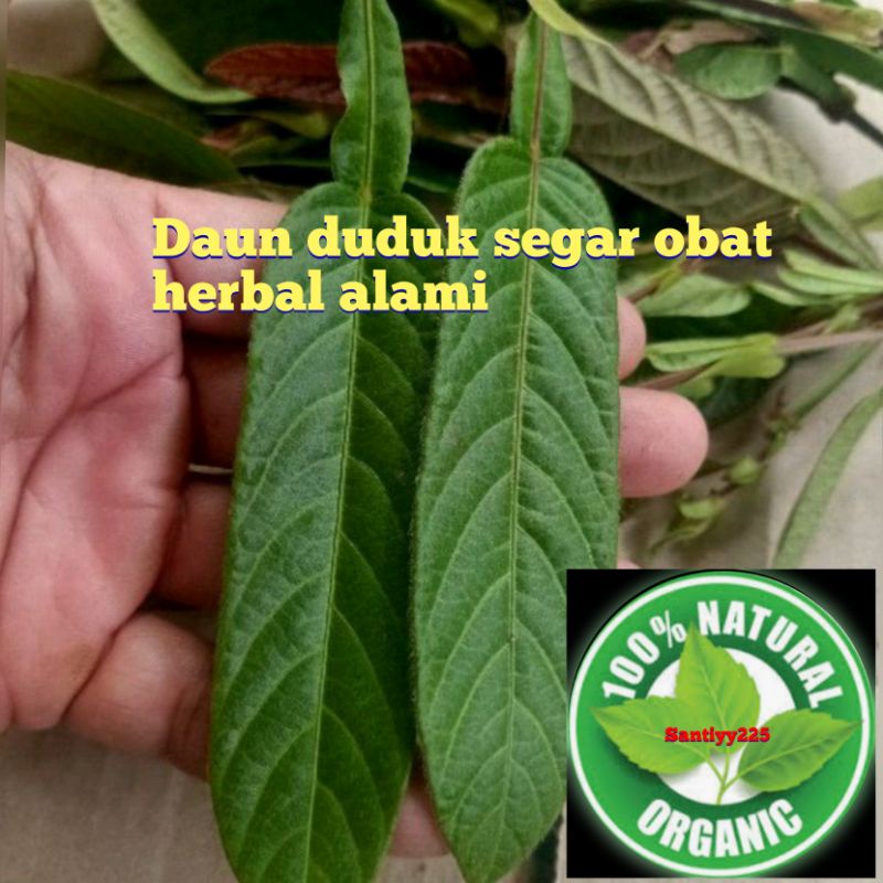 Jual Daun duduk segar 300 gram | Shopee Indonesia