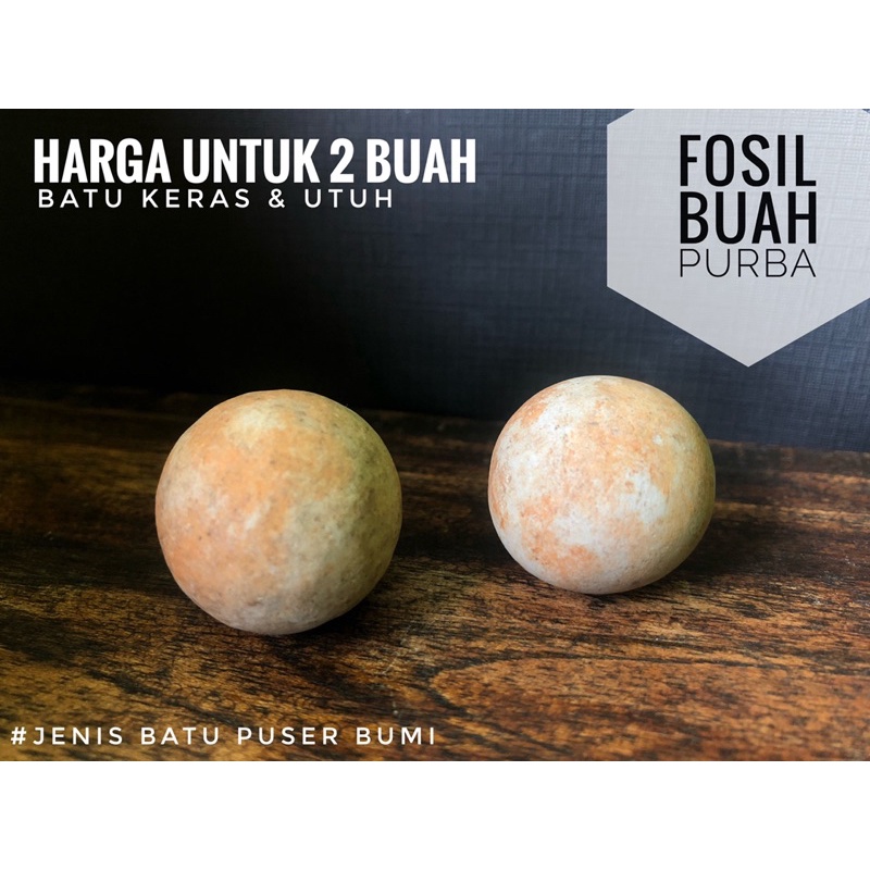 Jual Batu Puser Bumi G1 atau Fosil Buah atau Batu Gono Langka | Shopee ...