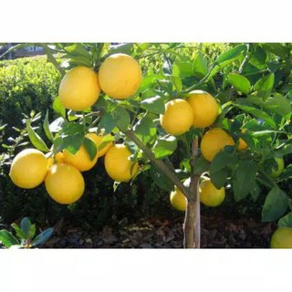 Jual Bibit/Benih/Biji/Seeds Buah Jeruk Lemon Sitrun Citrus Limon Import ...