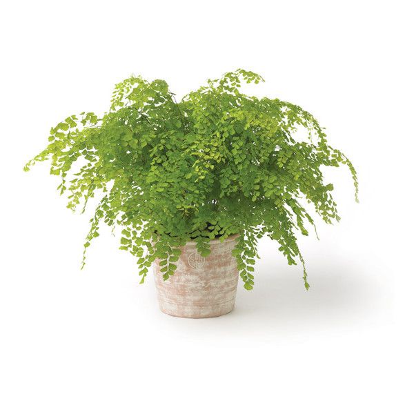 Jual Tanaman hias daun suplir - Tanaman Hidup-Bunga Hidup DAUN RAMBAT ...