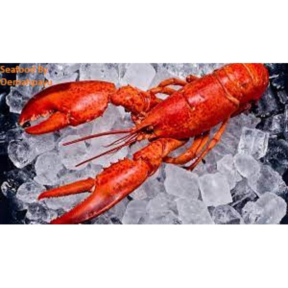 Jual Lobster Laut Frozen 1 KG - Seafood By Oemahpayu | Shopee Indonesia