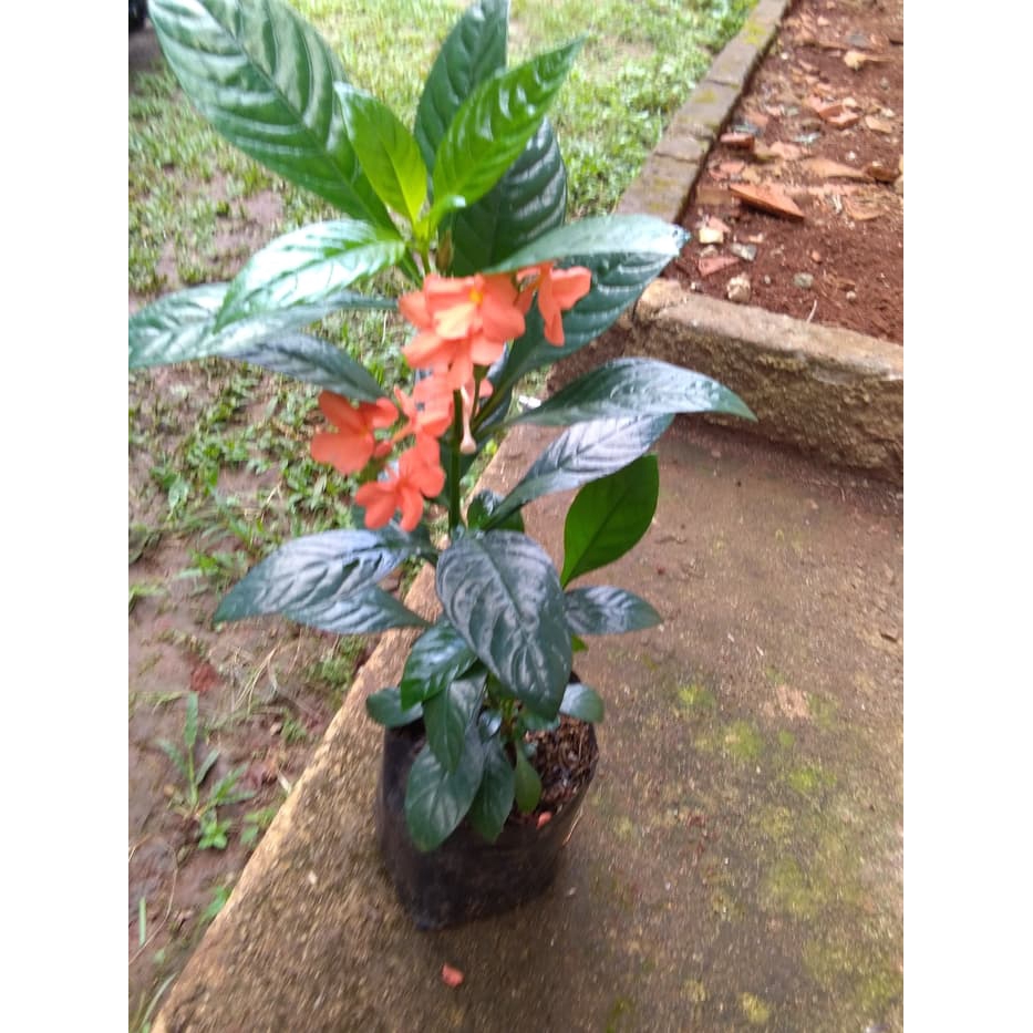 Jual Tanaman hias bunga crossandra / pohon crossandra | Shopee Indonesia