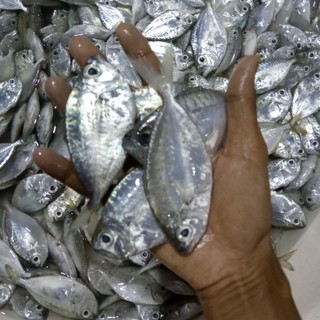 Jual Ikan Petek Ikan Pepetek Segar Hasil Laut Segar 1 Kg | Shopee Indonesia