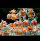 Jual Ikan Hias mas koki Mutiara aquascape | Shopee Indonesia