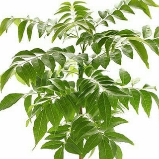 Jual Daun Kari / Temurui / Salam Koja / Korobelek / Korokeling / Curry ...