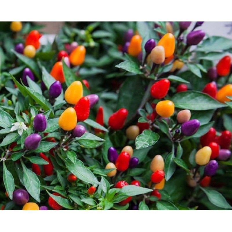 Jual Tanaman Cabe/cabai pelangi, cabe hitam, cabe ungu, cabe rawit ...