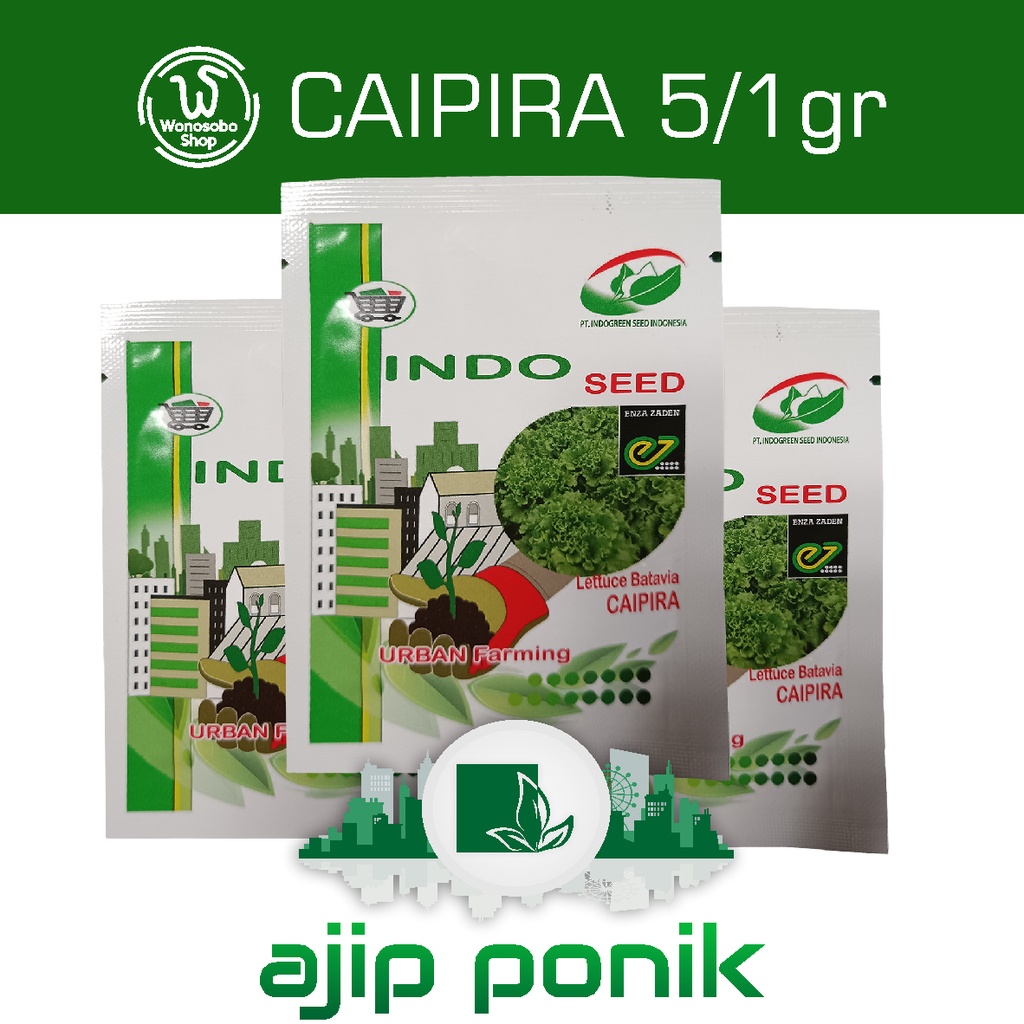 Jual BENIH SELADA CAIPIRA 1 gr 5 gr Enza JAVA Indoseed HIDROPONIK GRADE ...
