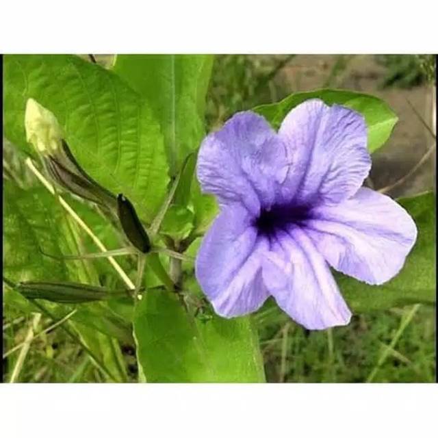 Jual Tanaman herbal pletekan atau bunga kencana ungu | Shopee Indonesia