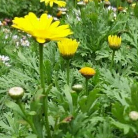 Jual Tanaman Bunga Daisy | Desi Kuning | Shopee Indonesia