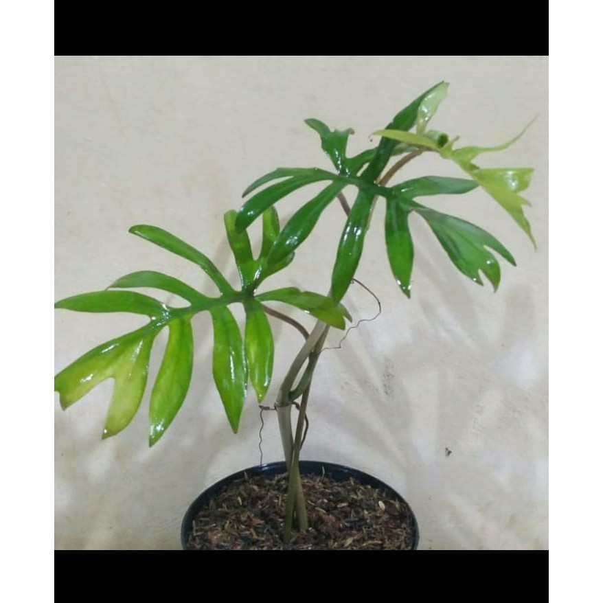 Jual Tanaman Philo Mayoi Tanaman Philodendron Mayoi Tanaman Philo ...