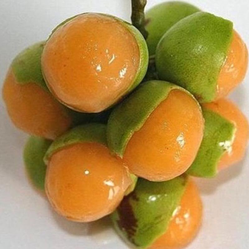 Jual Tanaman Buah Genip ( Jeruk Spanyol ) | Shopee Indonesia