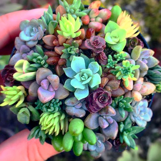 Produk Sukulen Bandung | Shopee Indonesia