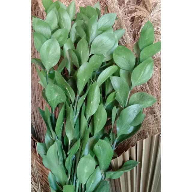 Jual Daun Ruscus Ruskus Kering Natural Hijau dan Gold Segar Tanpa Air ...