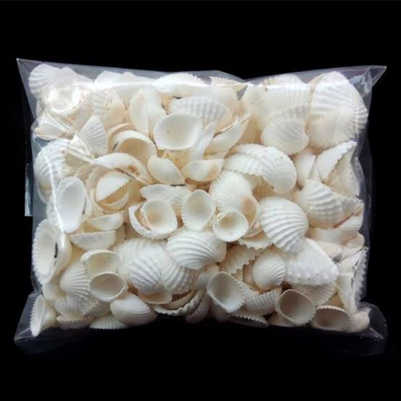Jual 1/2kg - 500gram Cangkang Kerang Craft - Kulit Kerang Putih ...